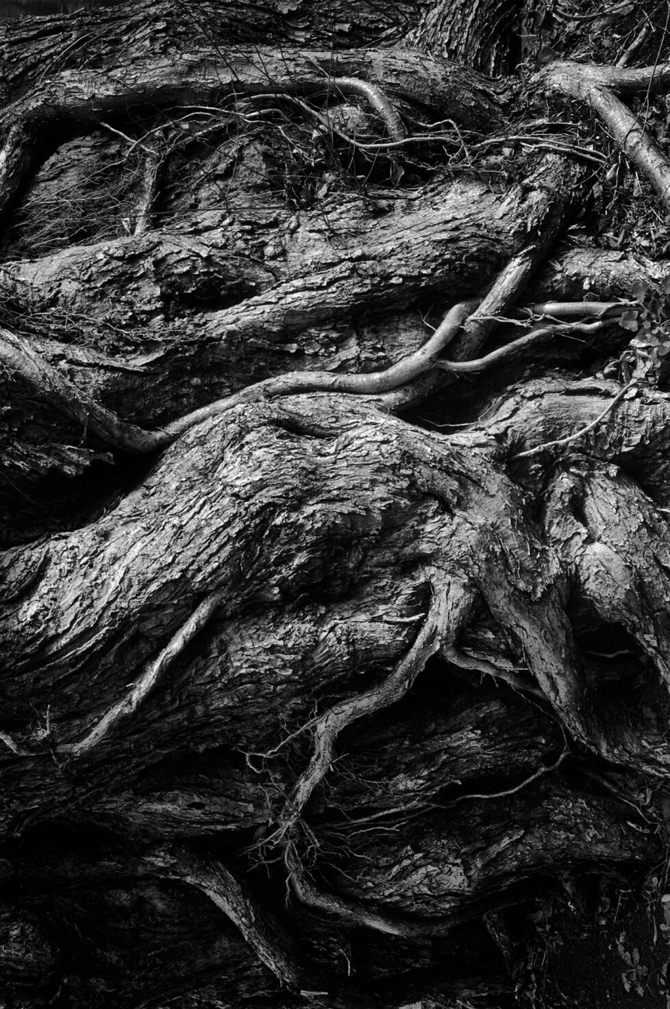 オリジナルフィルム現像液 ｜東京パイロ TOKYO PYRO | 東京オルタナ写真部 Tokyo Alternative Photography