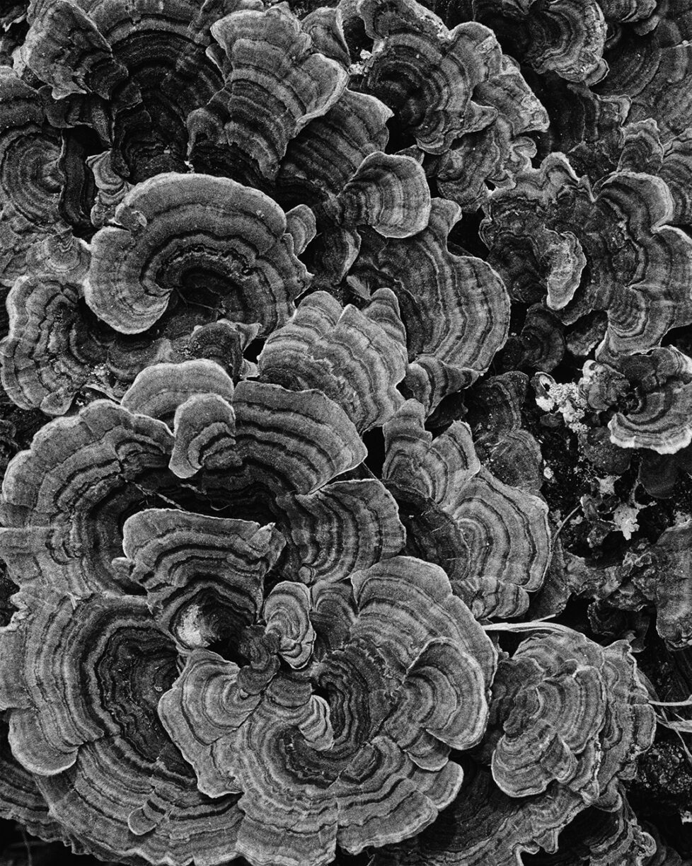 オリジナルフィルム現像液 ｜東京パイロ TOKYO PYRO | 東京オルタナ写真部 Tokyo Alternative Photography